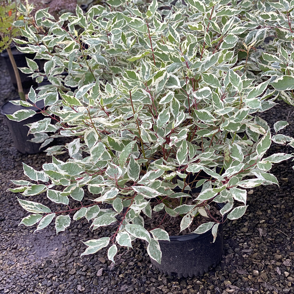 Native Plants – Bruce Nurseries | Davidsville