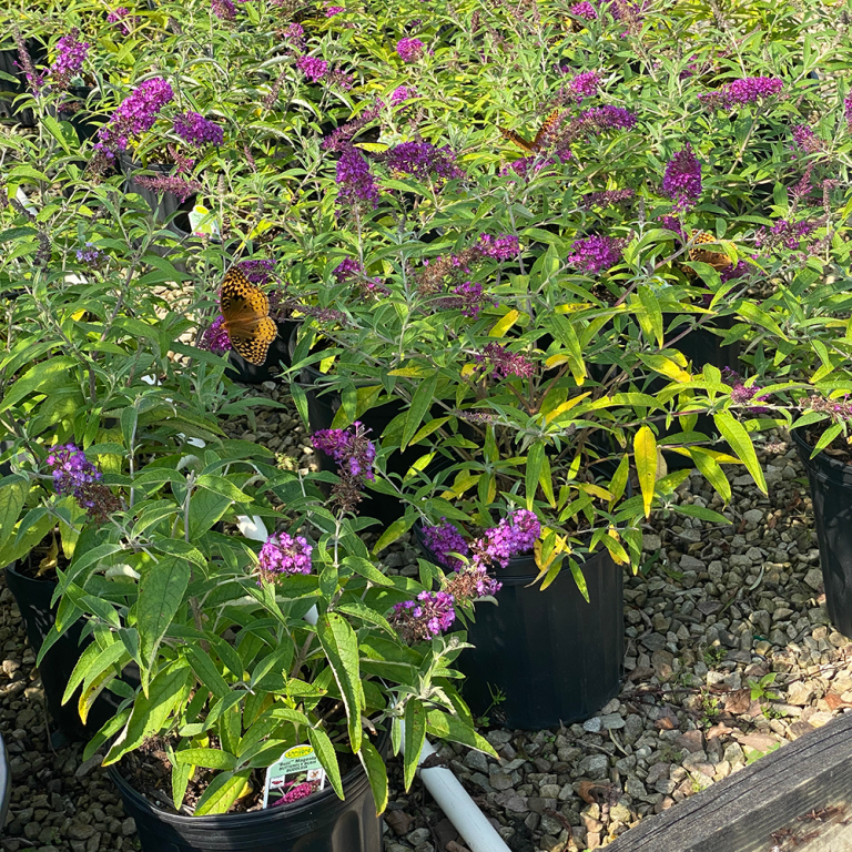 Evergreen & Shrubs – Bruce Nurseries | Davidsville